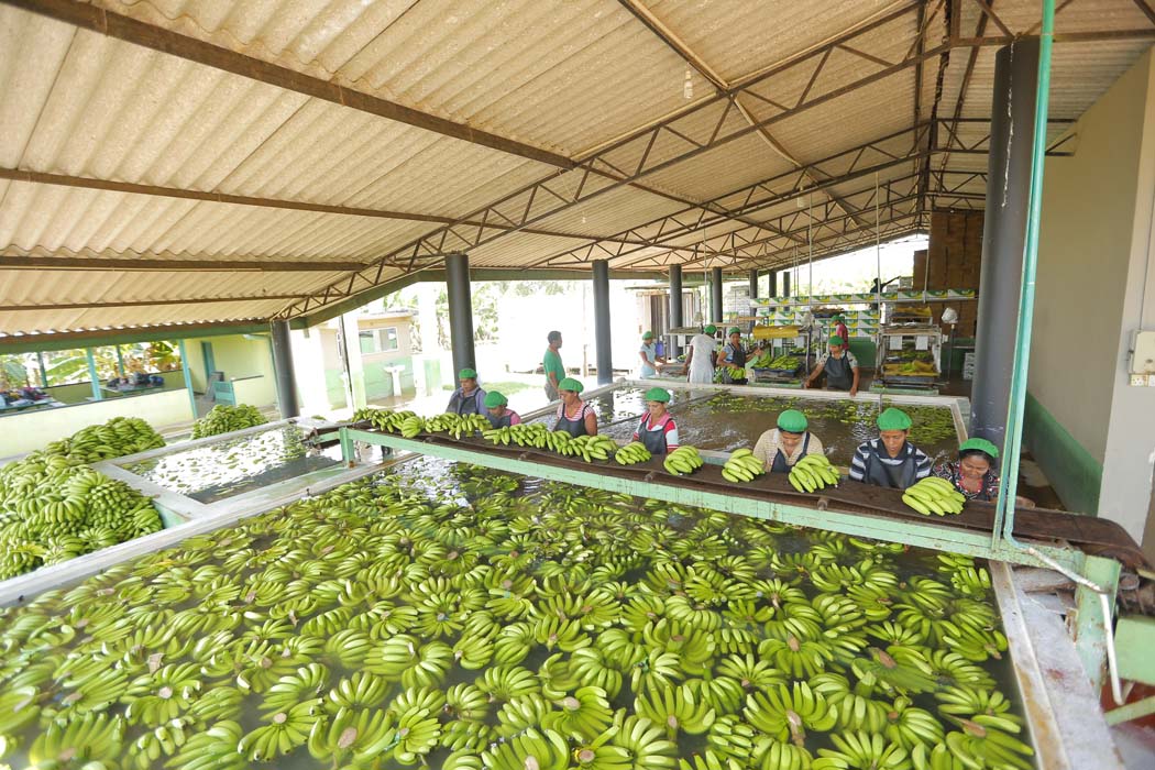 CIC Agri Businesses Pvt. Ltd. - Agriculture - Colombo - Go Klassifieds